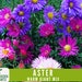 Warm Giant Aster Seeds Vibrant Multi-color Blooms for Your Garden - Etsy