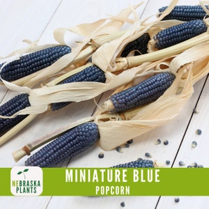 Rare Miniature Blue Popcorn Seeds - Grow Unique Heirloom Popcorn Seeds ...