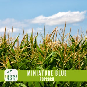 Rare Miniature Blue Popcorn Seeds - Grow Unique Heirloom Popcorn Seeds ...