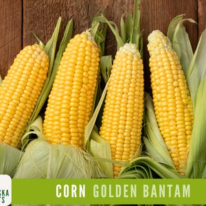 Golden Bantam Corn Seeds - Heirloom Juicy Corn for a Delicious Home ...