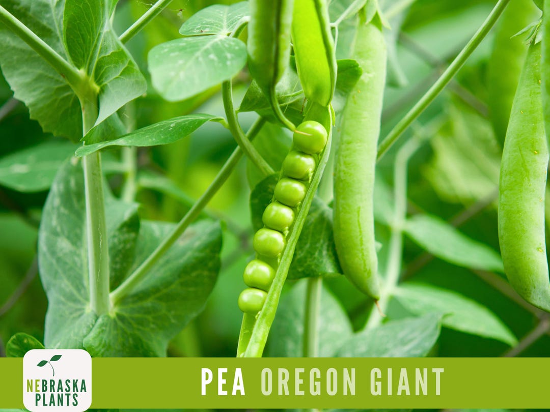 Oregon Giant Pea Seeds - 50+ Heirloom Pea Seeds - Etsy