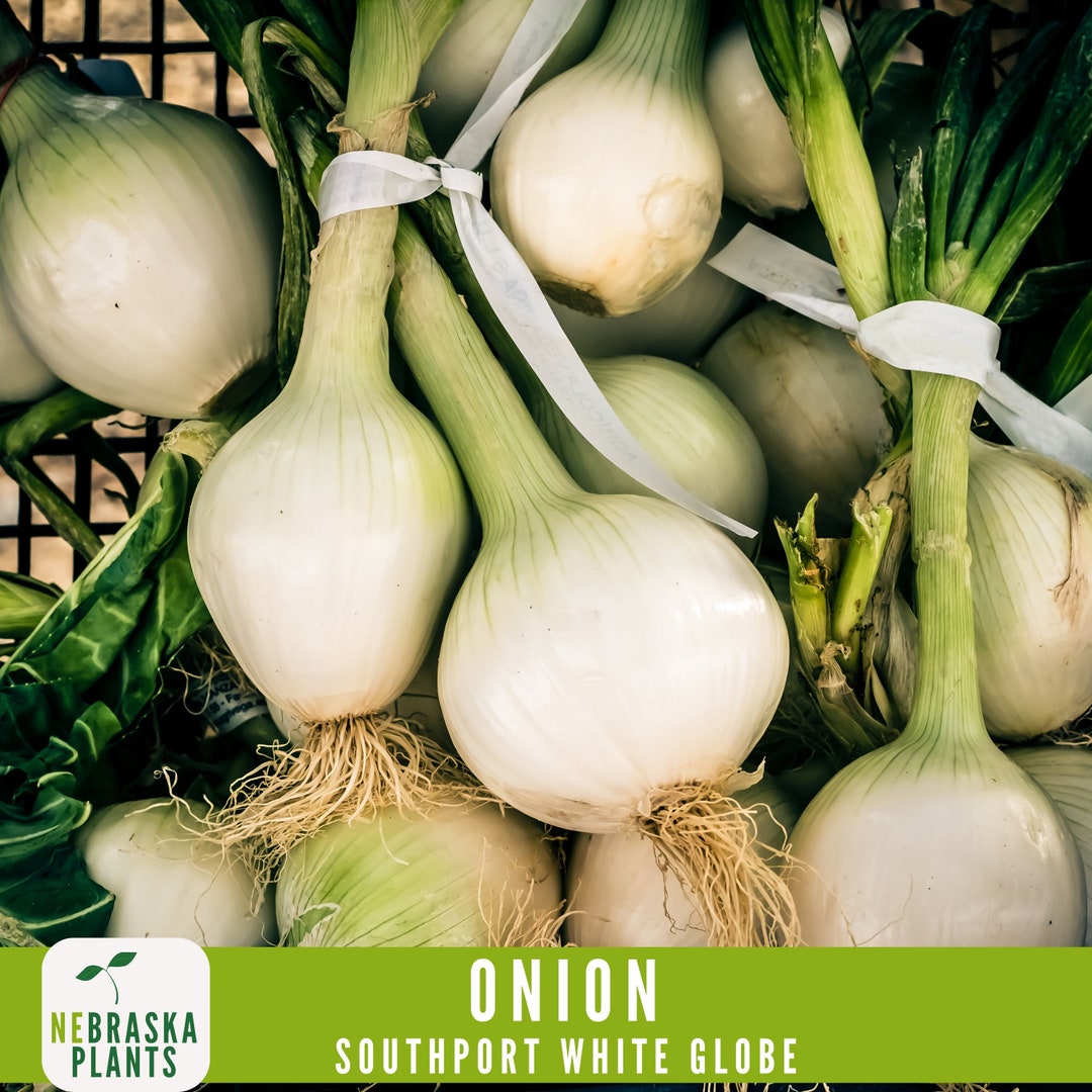 Premium Southport White Globe Heirloom Onion Seeds Crisp, Flavorful ...