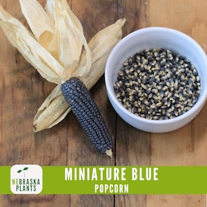 Rare Miniature Blue Popcorn Seeds - Grow Unique Heirloom Popcorn Seeds ...