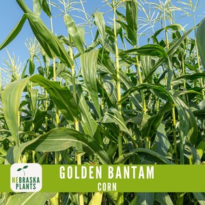 Golden Bantam Corn Seeds - Heirloom Juicy Corn for a Delicious Home ...