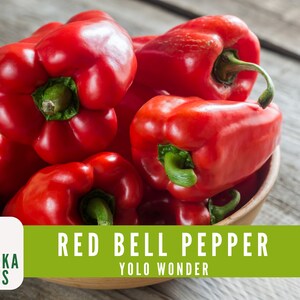 Red Bell Pepper Seeds - Yolo Wonder Heirloom Red Pepper Seeds - Etsy