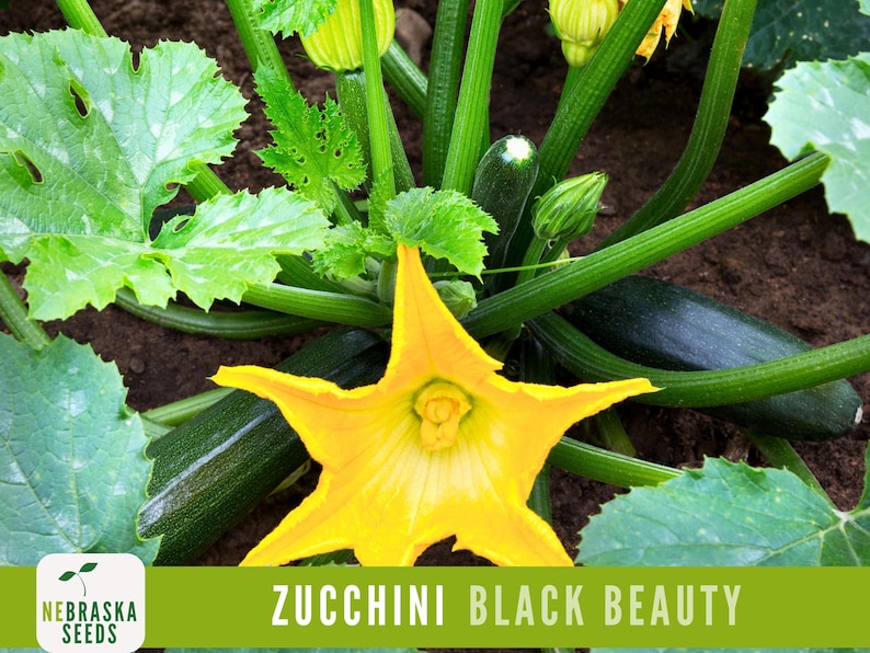 Zucchini Seeds - Black Beauty Heirloom Zucchini Squash Seeds - Etsy