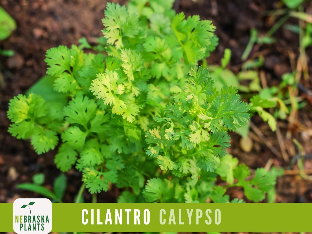 Cilantro Seeds - Calypso Cilantro Heirloom Garden Seeds - Etsy