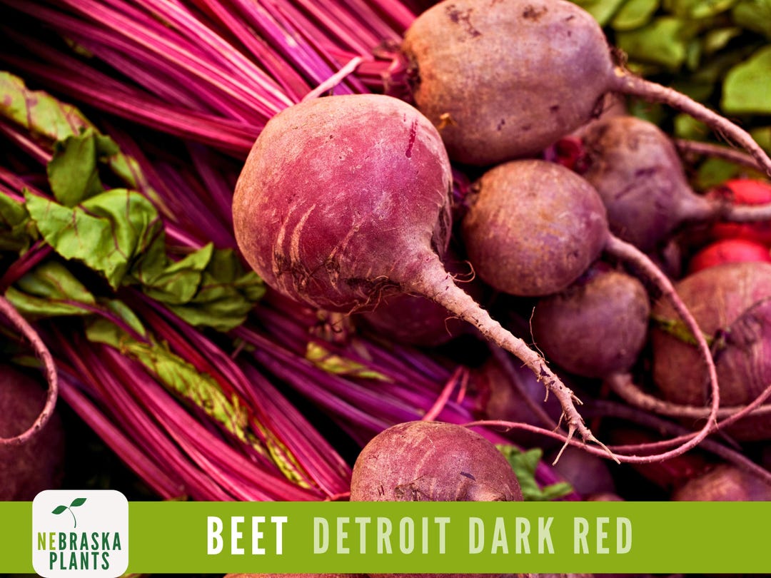 Beet Seeds - Detroit Dark Red - Heirloom Beet Seeds - Etsy