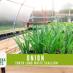 Scallion Seeds Tokyo Long White Bunching Onion Heirloom Seeds - Etsy
