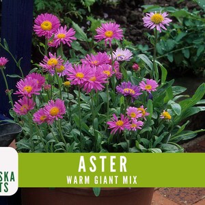 Warm Giant Aster Seeds Vibrant Multi-color Blooms for Your Garden - Etsy