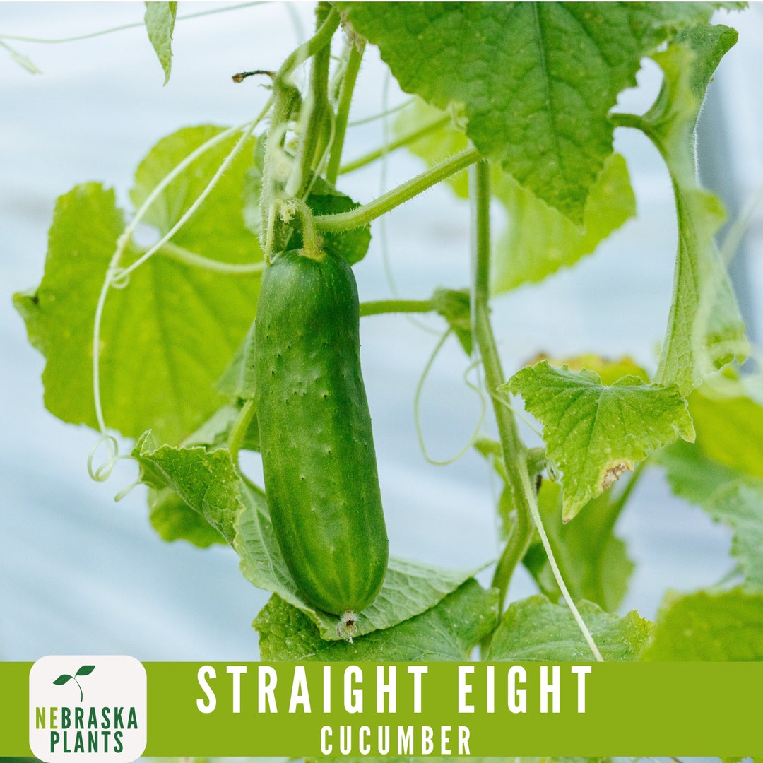 Straight Eight Cucumber Seeds Crisp and Flavorful Heirloom Cucumbers ...
