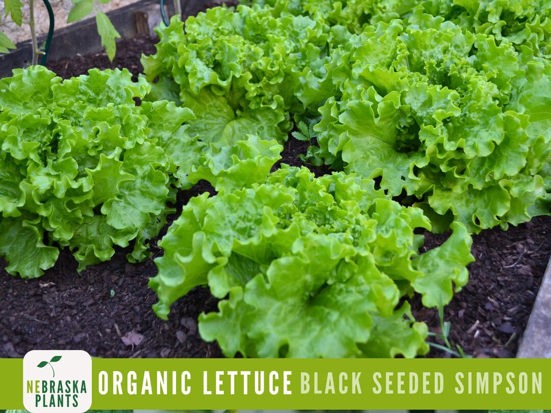 Organic Black Seeded Simpson Seeds - Crisp Heirloom Lettuce Seeds for ...