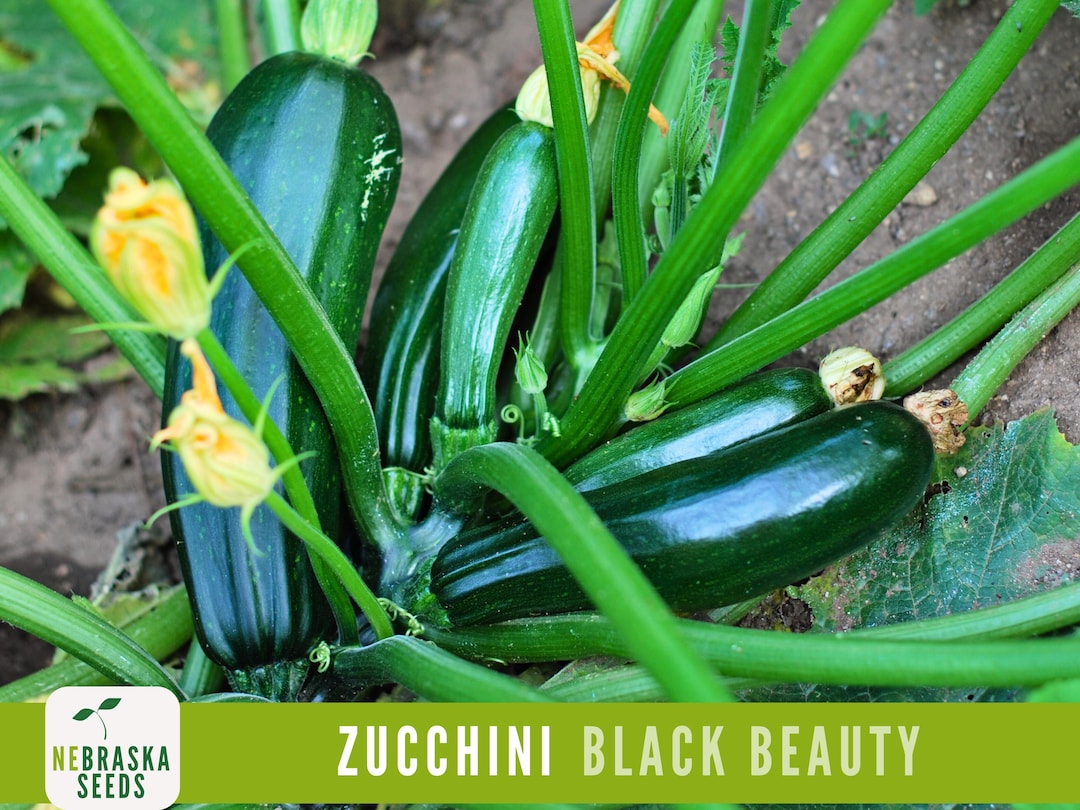 Zucchini Seeds - Black Beauty Heirloom Zucchini Squash Seeds - Etsy