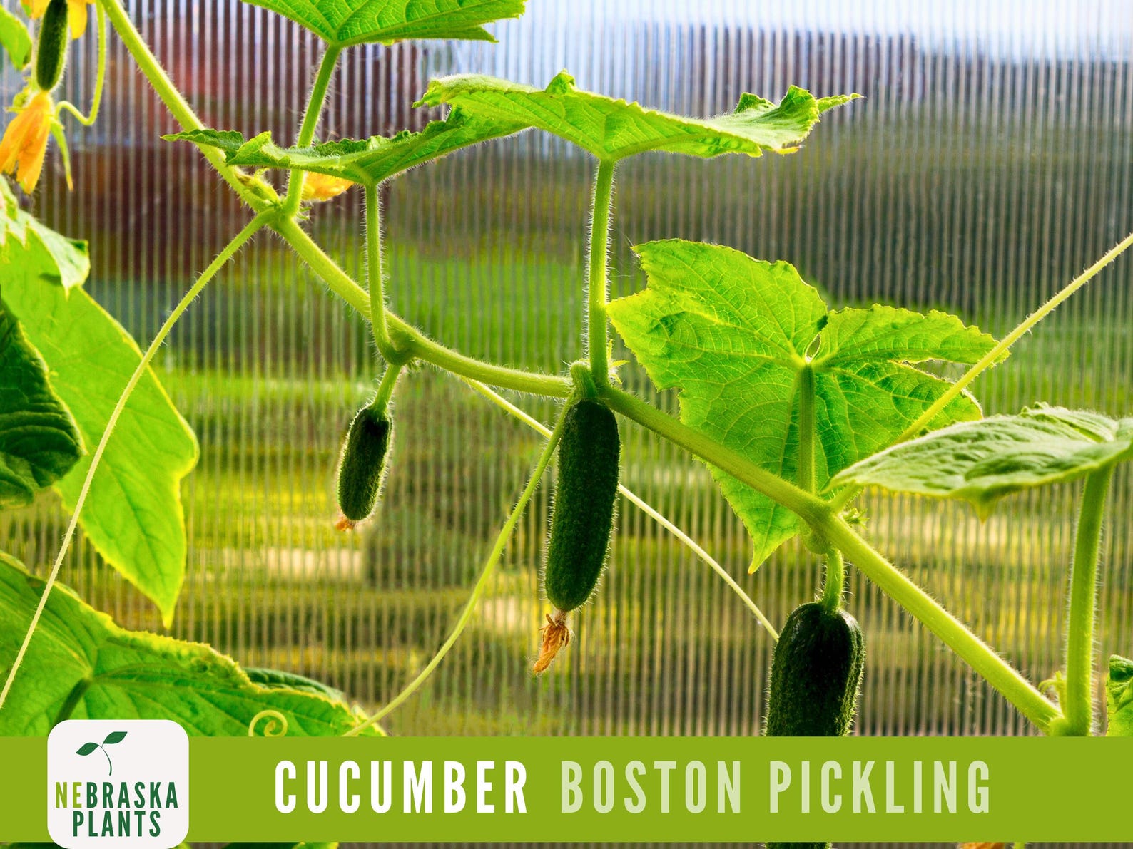 Cucumber Seeds - Boston Pickling Cucumber Heirloom Garden Seeds - Etsy
