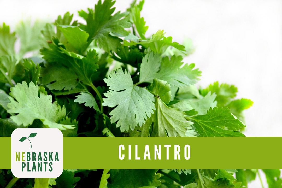 Cilantro Seeds Calypso Cilantro Heirloom Garden Seeds - Etsy