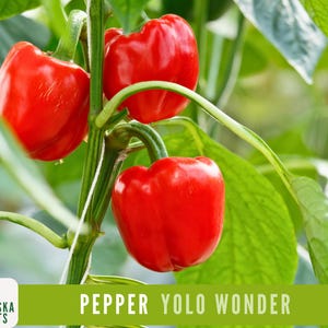 Red Bell Pepper Seeds - Yolo Wonder Heirloom Red Pepper Seeds - Etsy
