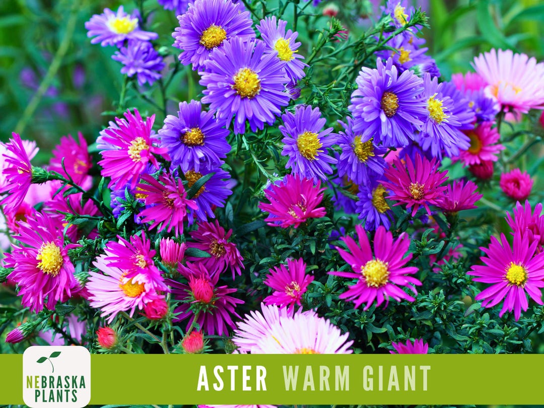 Warm Giant Aster Seeds - Vibrant Multi-color Blooms for Your Pollinator ...