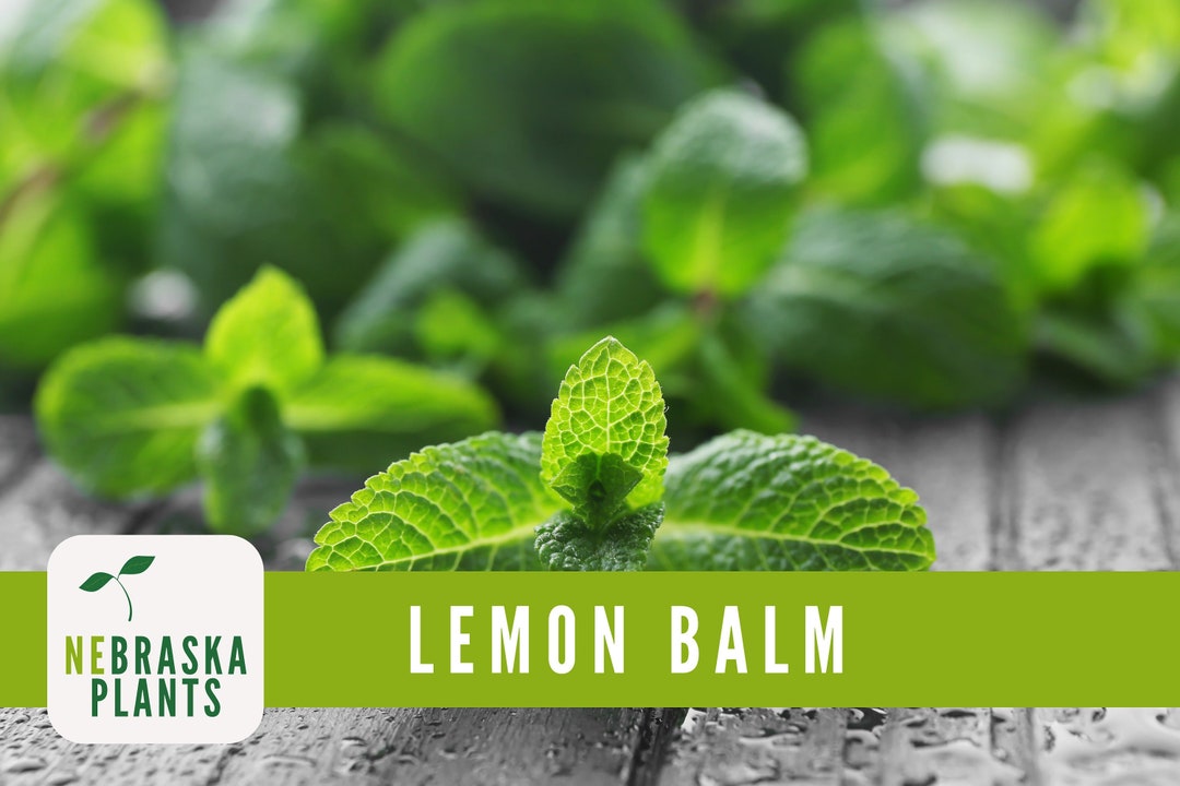 Lemon Balm Seeds Lemon Balm Mint Heirloom Seeds - Etsy