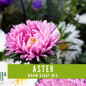 Warm Giant Aster Seeds - Vibrant Multi-color Blooms for Your Pollinator ...