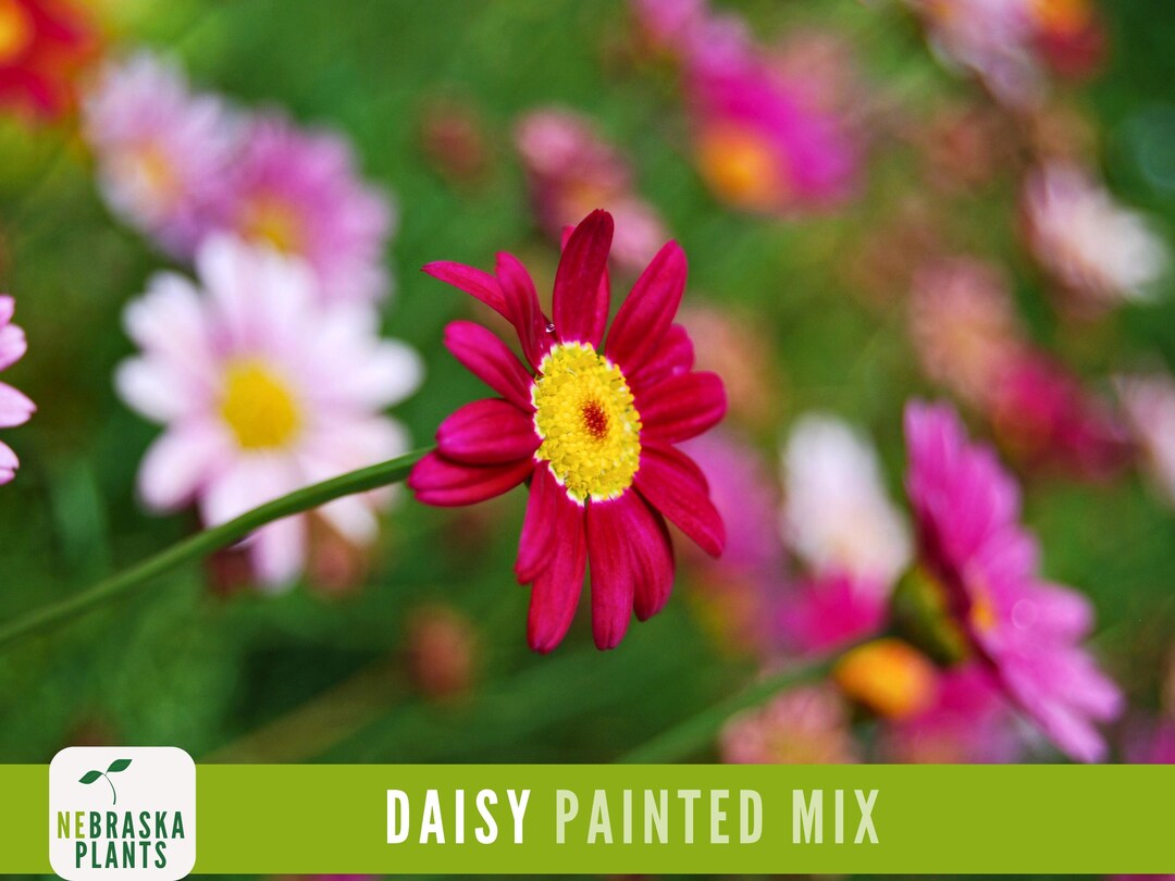 Painted Daisy Seeds - Heirloom Persian Painted Daisy Flower Seeds ...