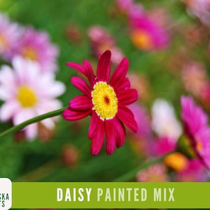 Painted Daisy Seeds - Heirloom Persian Painted Daisy Flower Seeds ...