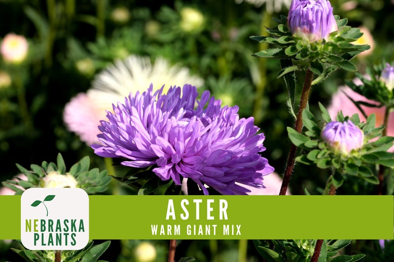 Warm Giant Aster Seeds - Vibrant Multi-color Blooms for Your Pollinator ...