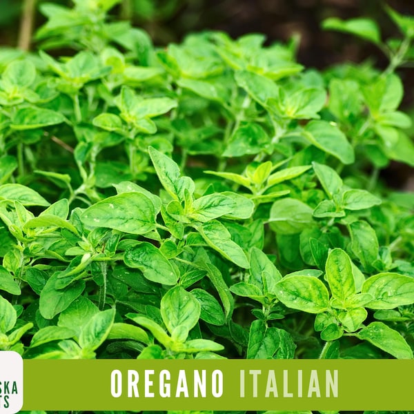 Mexican Oregano Seeds - Etsy