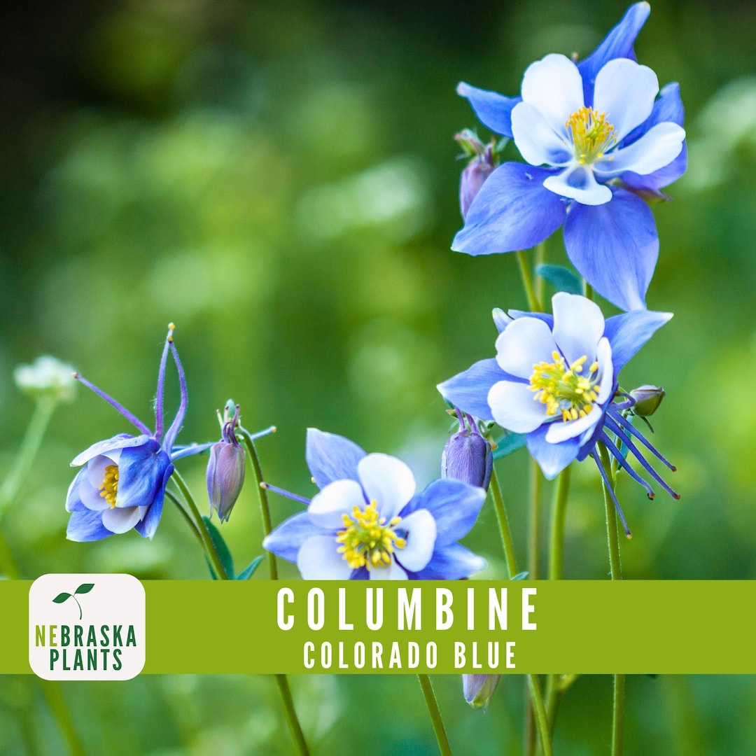 Colorado Blue Columbine Seeds Heirloom Columbine Flower Seeds - Etsy