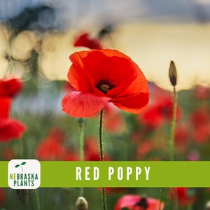 Red Poppy Flower Seeds Heirloom Red Poppy Flower Seeds - Etsy