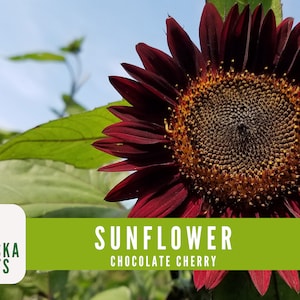 Chocolate Cherry Sunflower Seeds Heirloom Sunflower Garden Seeds - Etsy