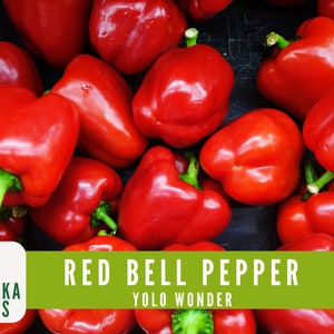 Red Bell Pepper Seeds - Yolo Wonder Heirloom Red Pepper Seeds - Etsy