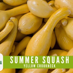 Summer Squash Seeds - Yellow Crookneck Heirloom Squash Seeds - Etsy