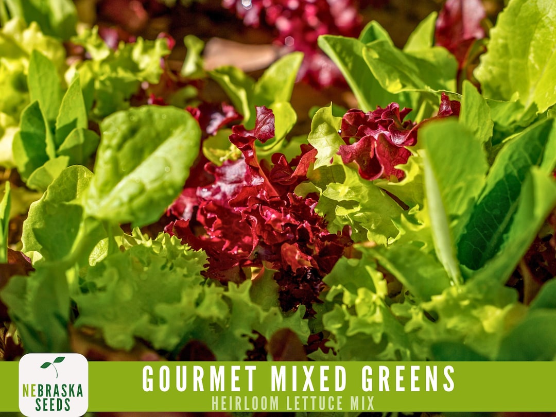 Organic Gourmet Lettuce Mix - 7 Varieties of Organic Heirloom Lettuce ...