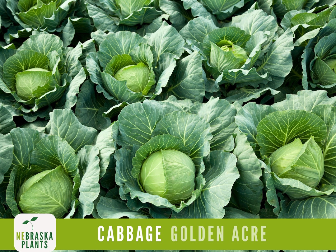 Golden Acre Cabbage Seeds - Heirloom, Easy-to-grow Seeds for Early ...