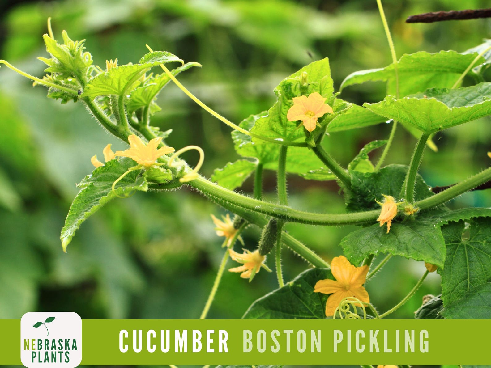 Cucumber Seeds - Boston Pickling Cucumber Heirloom Garden Seeds - Etsy