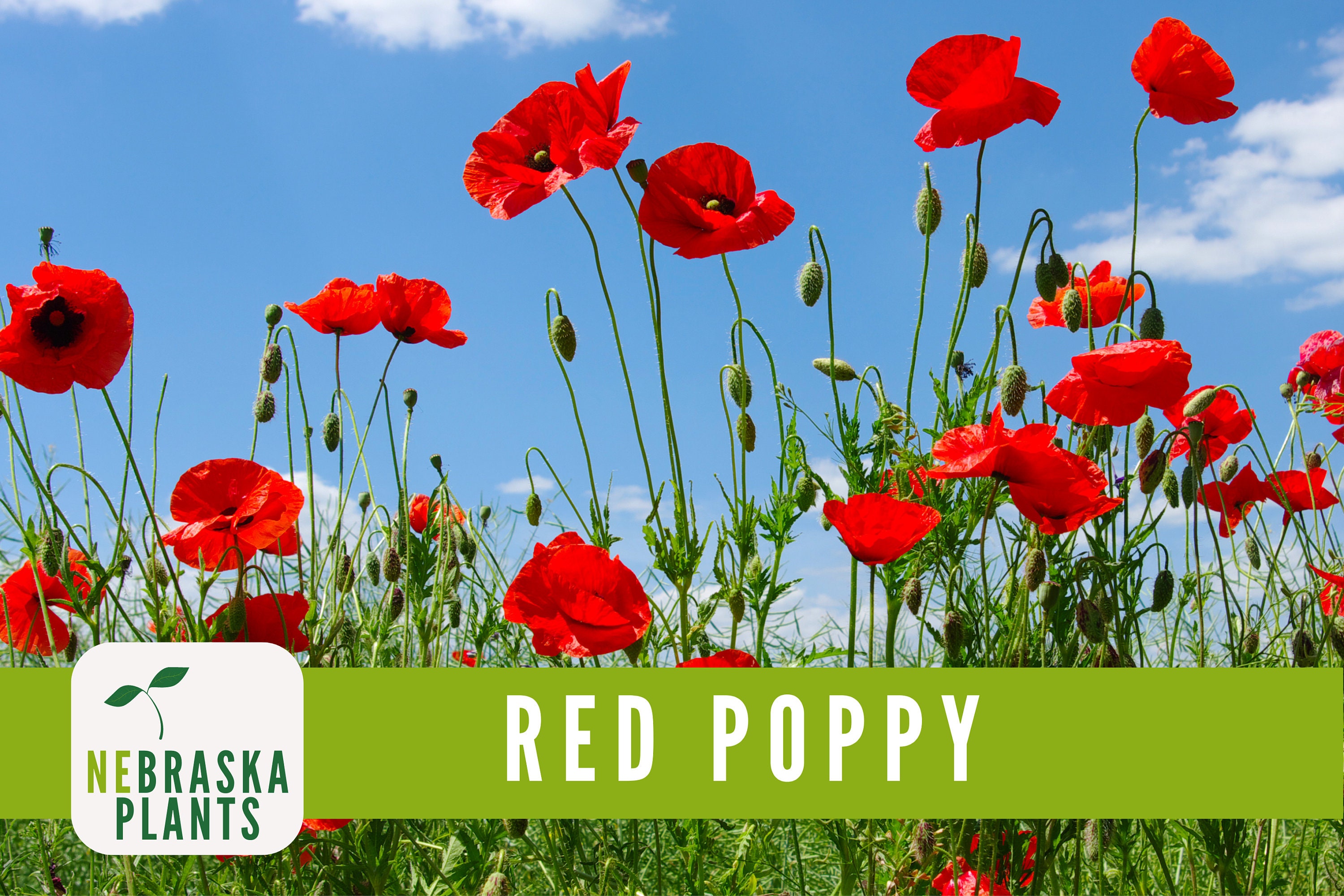Red Poppy Seeds | Heirloom Wildflower | Classic Pollinator-friendly ...