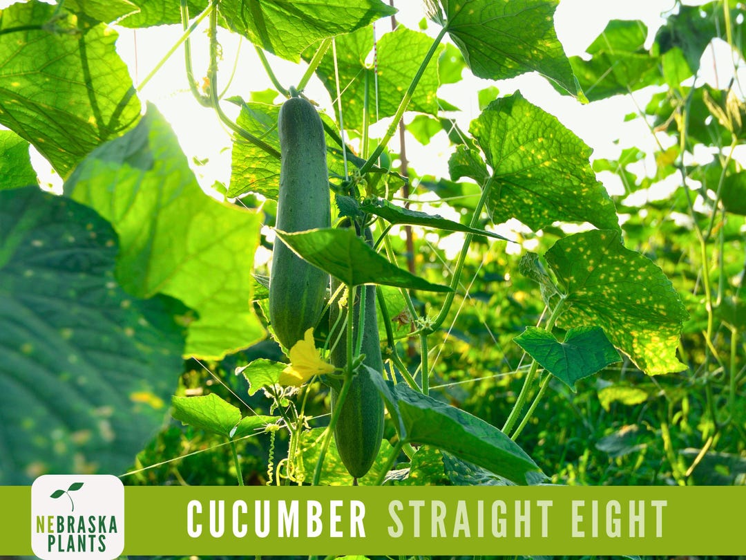 Straight Eight Cucumber Seeds - Crisp and Flavorful Heirloom Cucumbers ...
