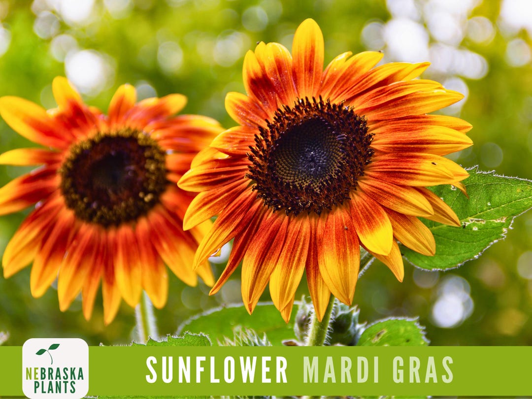 Mardi Gras Sunflower Seeds - Bold and Vibrant Heirloom Sunflower Mix ...