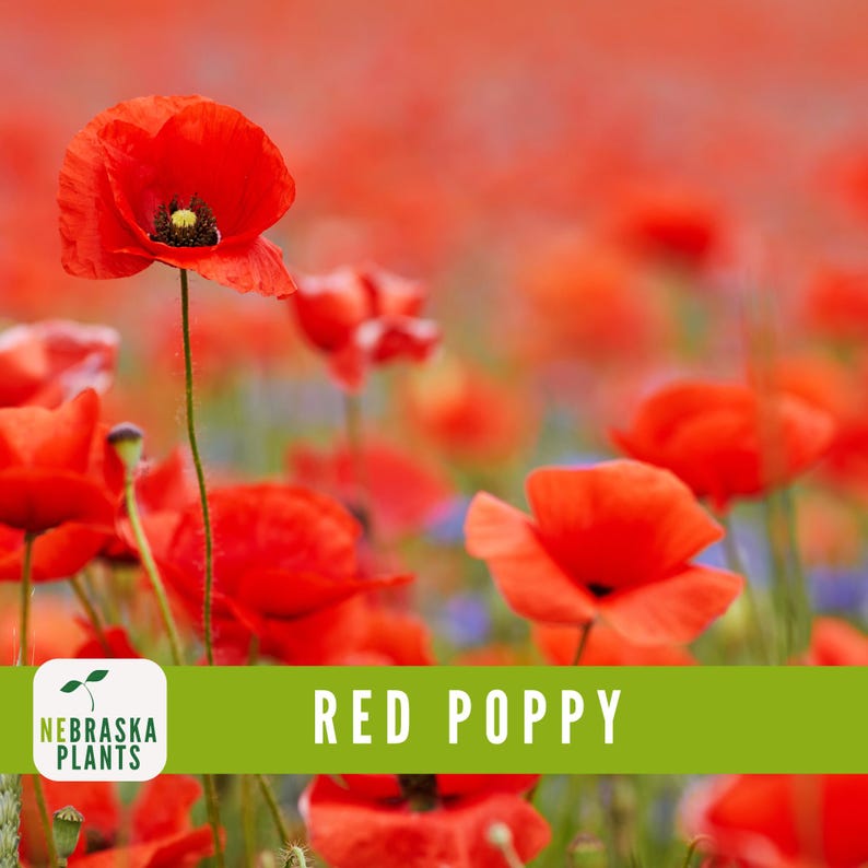 Red Poppy Seeds | Heirloom Wildflower | Classic Pollinator-friendly ...