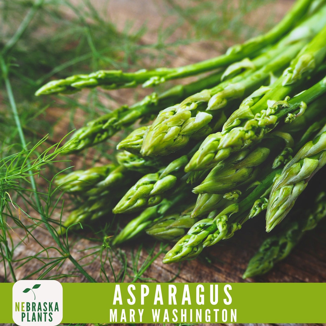 Asparagus Seeds Mary Washington Heirloom Asparagus Seeds to Start Your ...