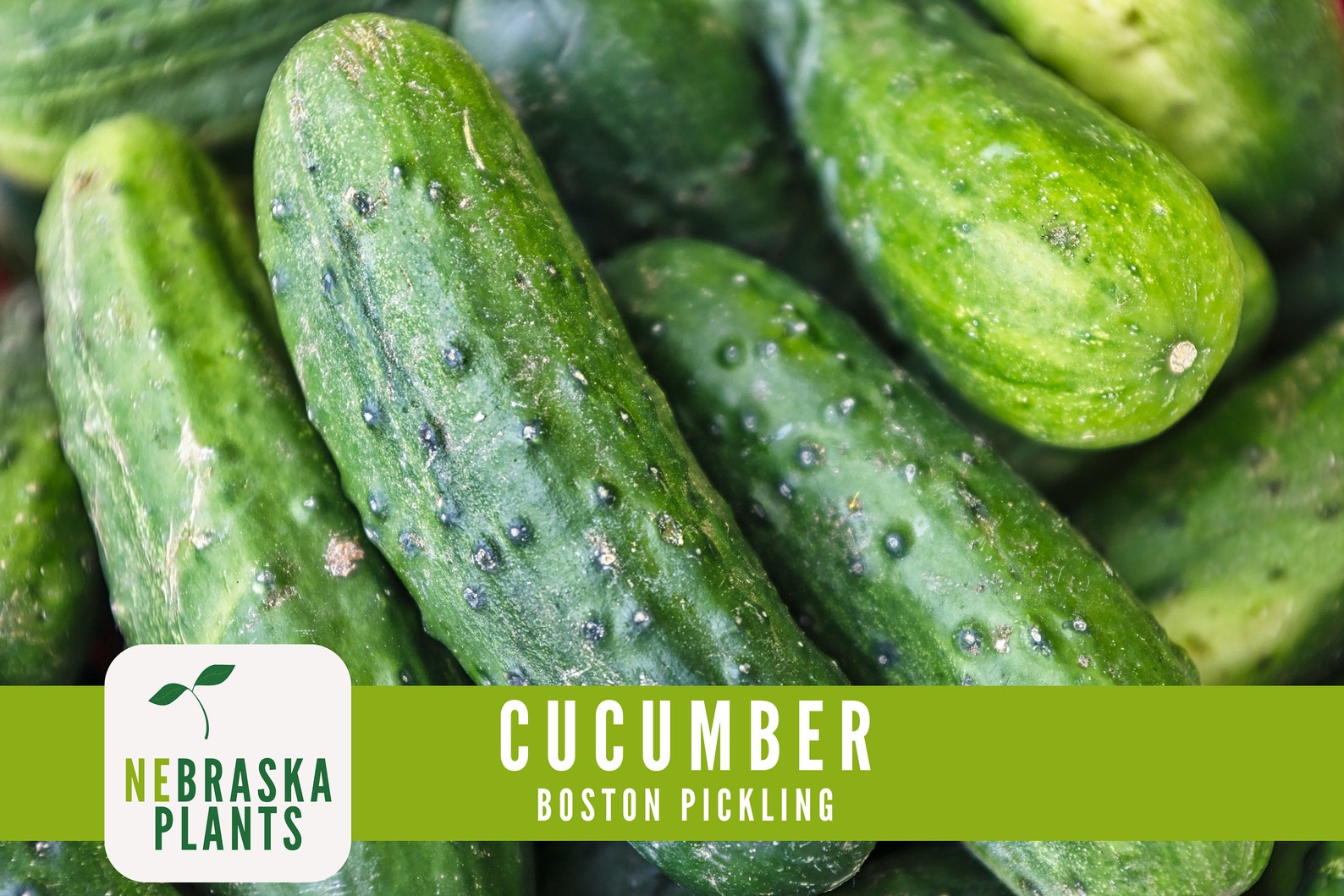 Cucumber Seeds - Boston Pickling Cucumber Heirloom Garden Seeds - Etsy