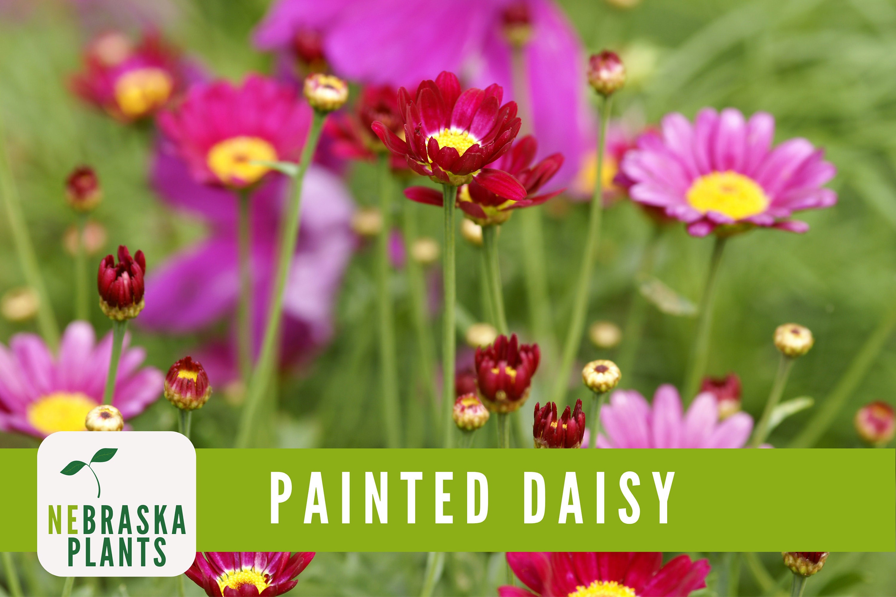 Painted Daisy Seeds - Heirloom Persian Painted Daisy Flower Seeds ...