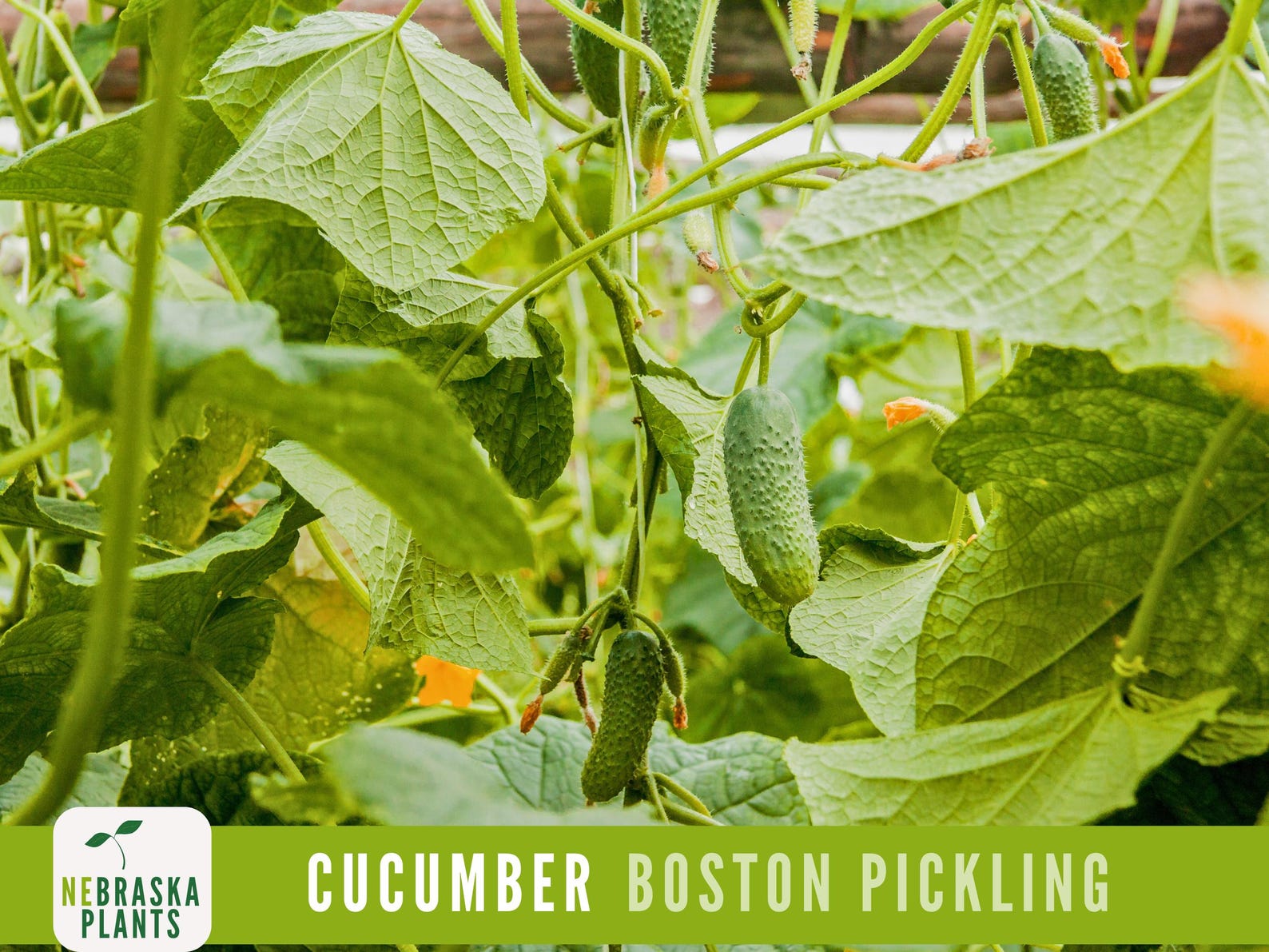 Cucumber Seeds - Boston Pickling Cucumber Heirloom Garden Seeds - Etsy