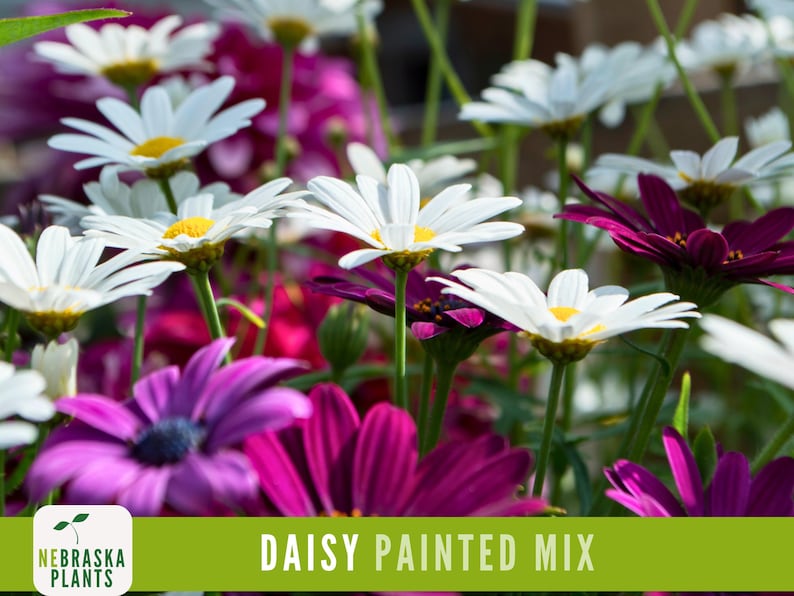 Painted Daisy Seeds - Heirloom Persian Painted Daisy Flower Seeds ...