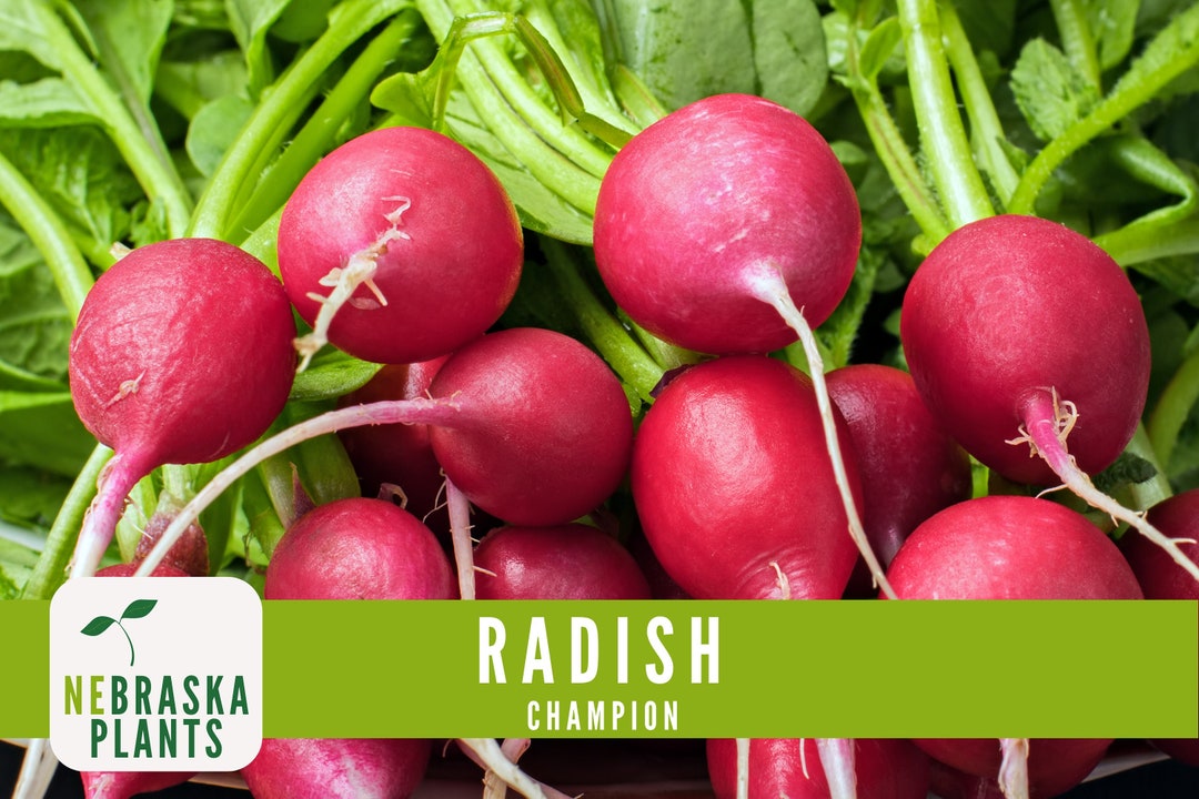 Radish Seeds Champion Heirloom Radish Seeds - Etsy