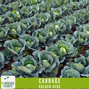 Golden Acre Cabbage Seeds - Heirloom, Easy-to-grow Seeds for Early ...