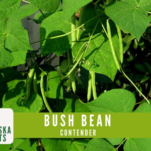 Contender Bush Bean Seeds Grow Your Own Heirloom Flavorful Beans - Etsy