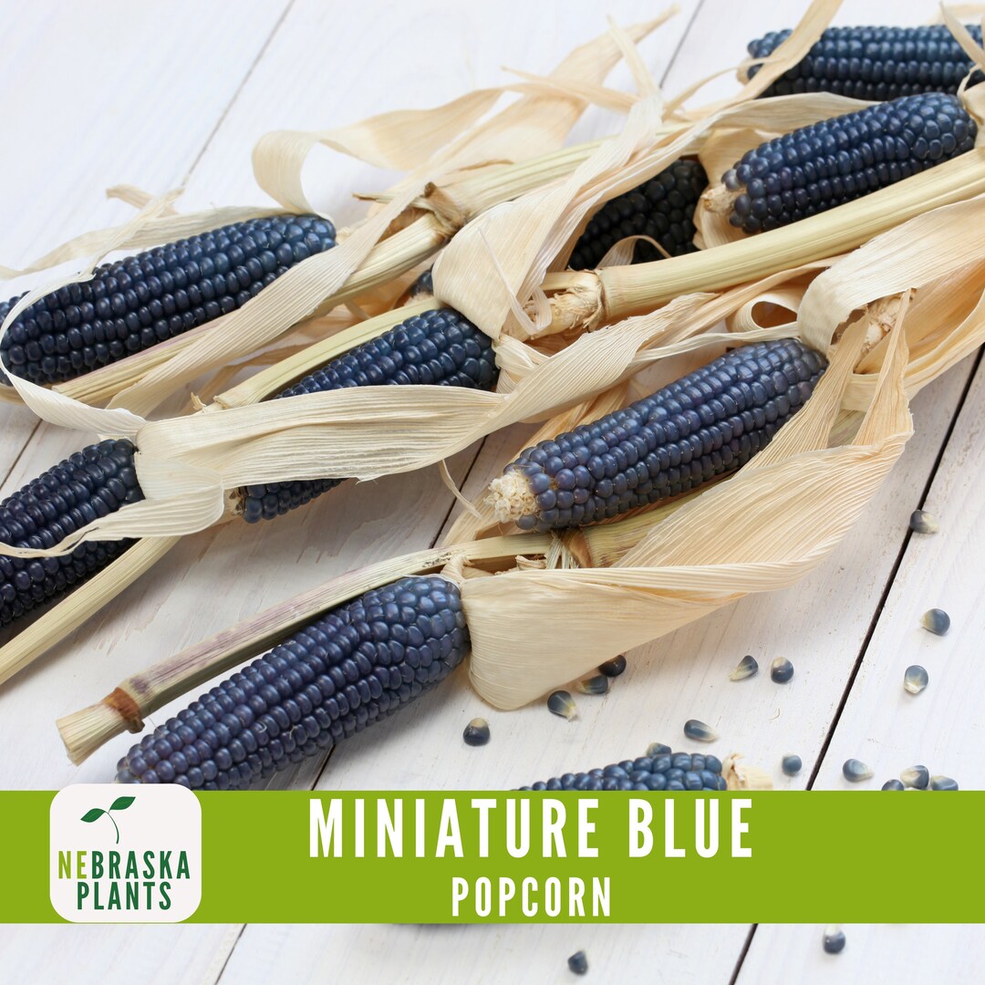 Rare Miniature Blue Popcorn Seeds Grow Unique Heirloom Popcorn Seeds in ...