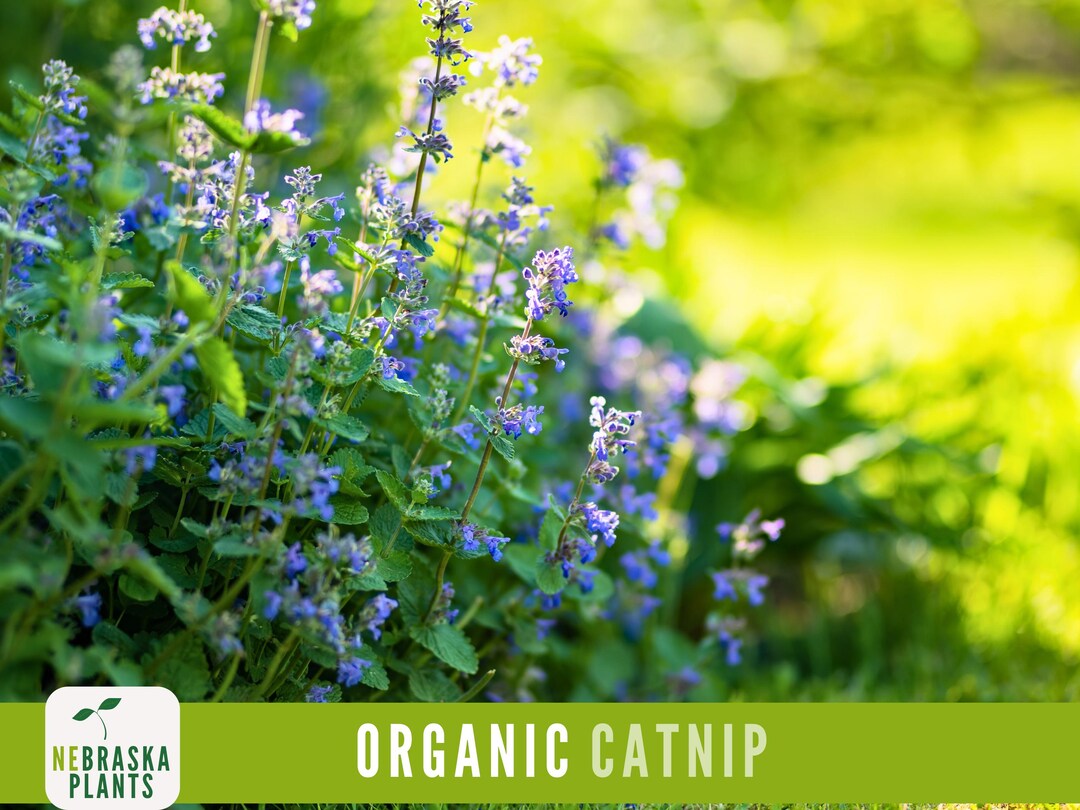 Organic Catnip Seeds – Heirloom Herb Seeds, Non-gmo and Perfect for ...
