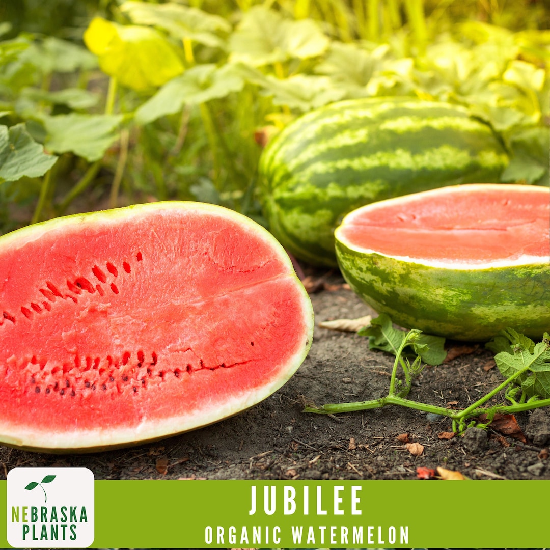 Organic Jubilee Heirloom Watermelon Seeds Sweet, Juicy, and Perfect for ...